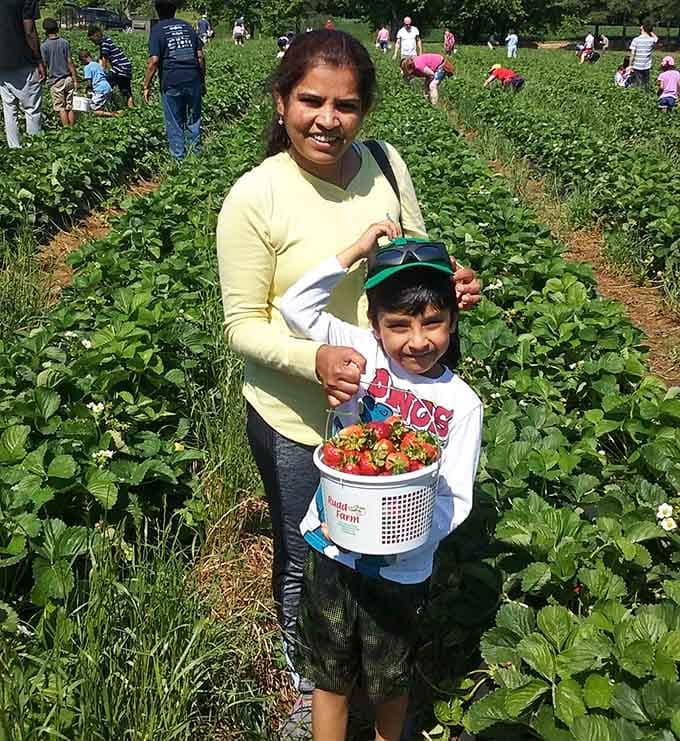 Three generations of strawberry wisdom being passed down, one perfect berry at a time in the sunshine.