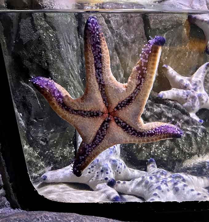 Touch pools let you feel a sea star's surprisingly firm texture, nothing like the slimy creature you might have imagined.