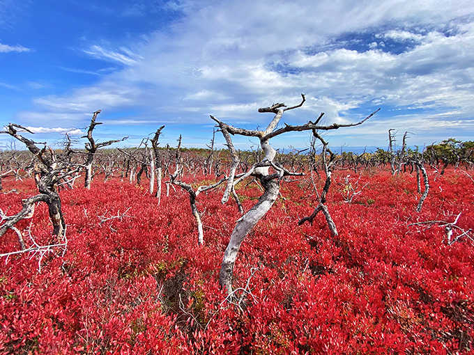 The dwarf pine barrens turn crimson in fall, creating a landscape that looks painted rather than grown.