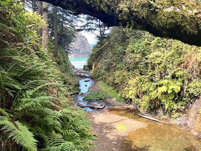 Lush ferns line the trail like nature's welcome committee, promising adventure just around the bend ahead.