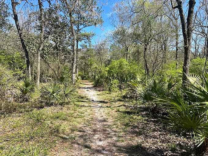 Winter transforms the landscape into something beautifully stark, proving Florida does have seasons after all.