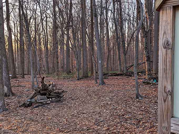 A fairy door attached to a tree trunk opens the imagination to possibilities that exist just beyond our everyday vision.