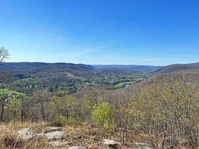 Bare branches reveal the valley's bones, proving beauty doesn't need leaves to make an impression.