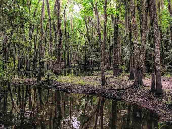 Wetlands mirror the sky perfectly, creating reflections that make you question which way is actually up.
