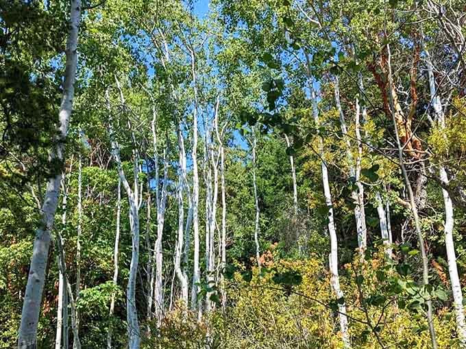 Birch trees stand like nature's own art installation, proving the Pacific Northwest does elegance without even trying.