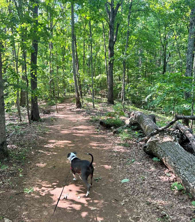 Four-legged hiking companions approve this trail system, though they'd give five stars if squirrels were easier to catch.