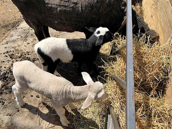 Feeding time reveals the surprisingly enthusiastic appetites of sheep who take their meals very seriously indeed.