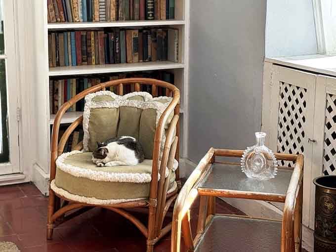 A polydactyl cat claims this rattan chair, surrounded by Hemingway's books it'll never read but definitely judges.