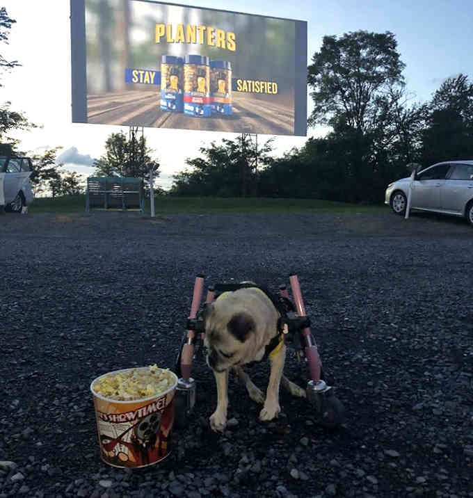 Even the family dog gets the VIP treatment here, complete with popcorn and a front-row parking spot.