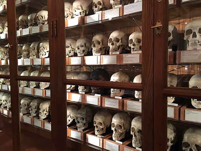 Row after row of human skulls, each one telling its own story about anatomy, diversity, and our shared humanity.
