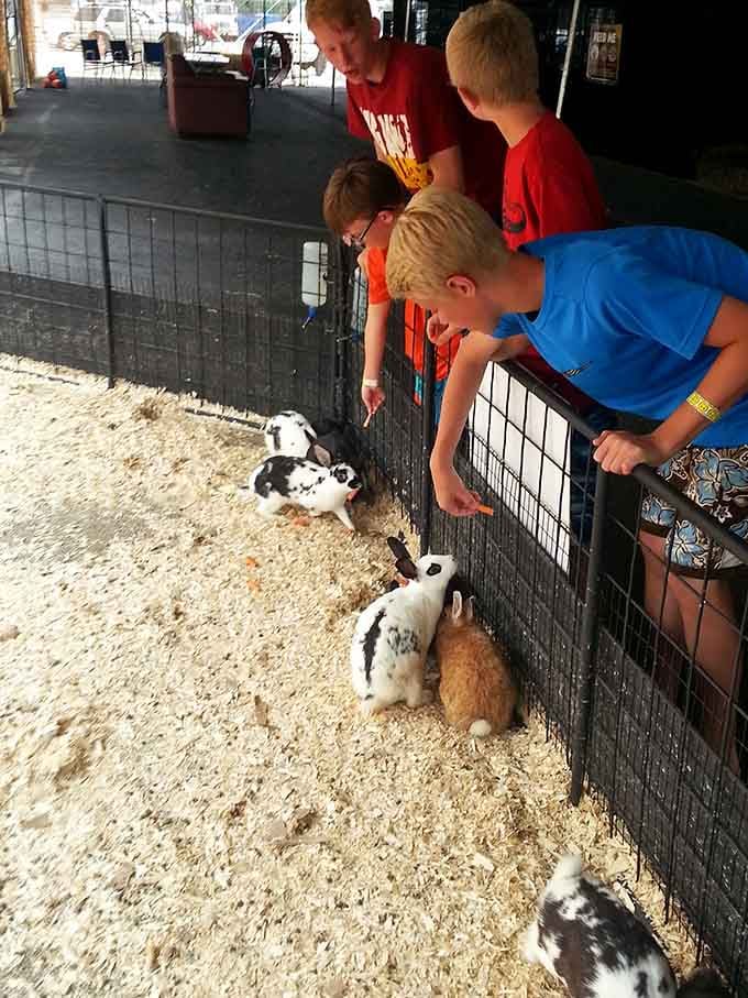 Spotted rabbits eagerly await visitors, proving that cuteness overload is a legitimate medical condition.