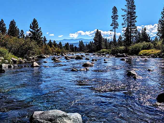 The Truckee River flows through pine forests, reminding you that California has more than just beaches and palm trees.