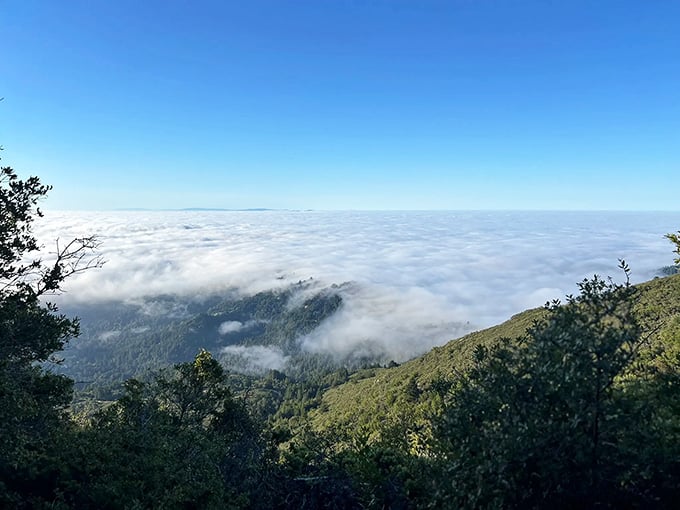 Standing above the fog feels like you've discovered your own personal cloud kingdom up here.