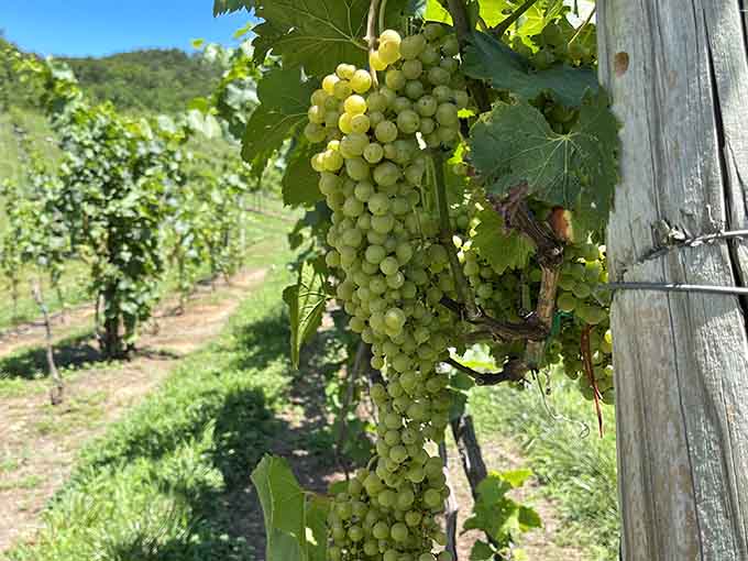 These plump grapes are living their best life on the vine before becoming your favorite new wine discovery.
