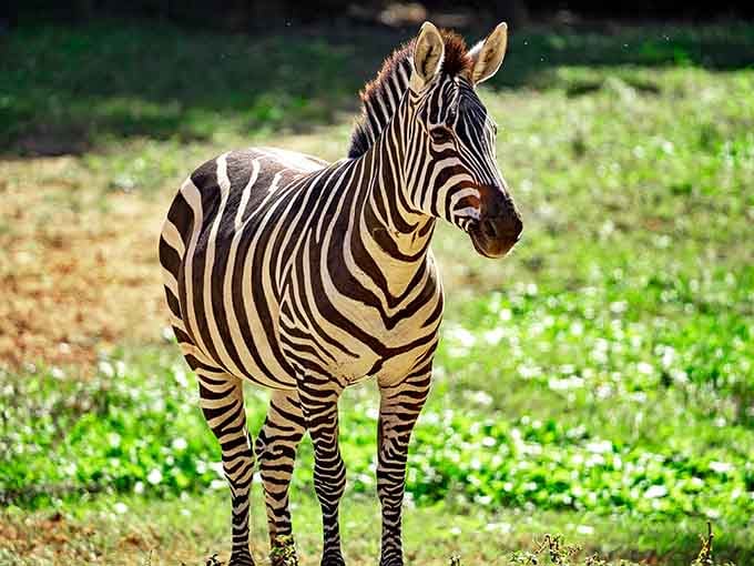 Zebras in the Shenandoah Valley prove that stripes look good anywhere, even thousands of miles from home.