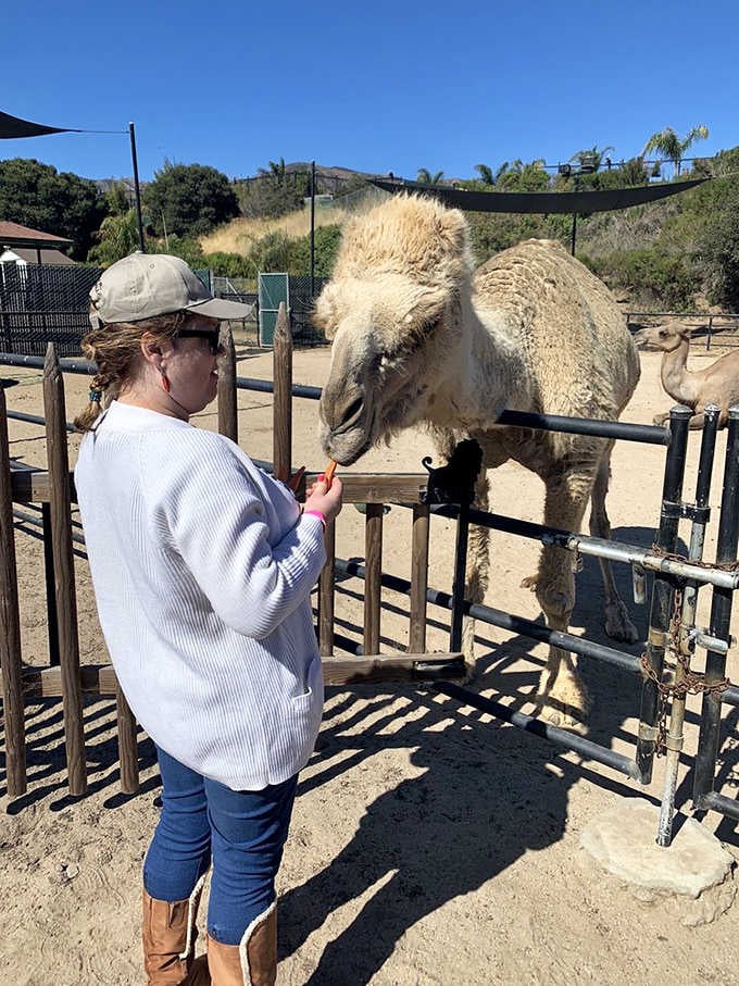 Feeding time at the camel enclosure, where you realize these desert dwellers have more personality than most people you know.