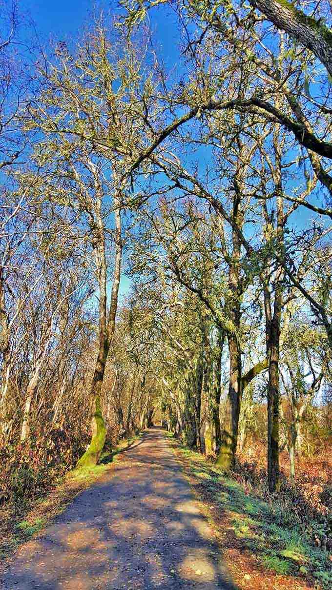 Moss-covered paths and towering trees create a scene straight from your favorite childhood storybook memories.