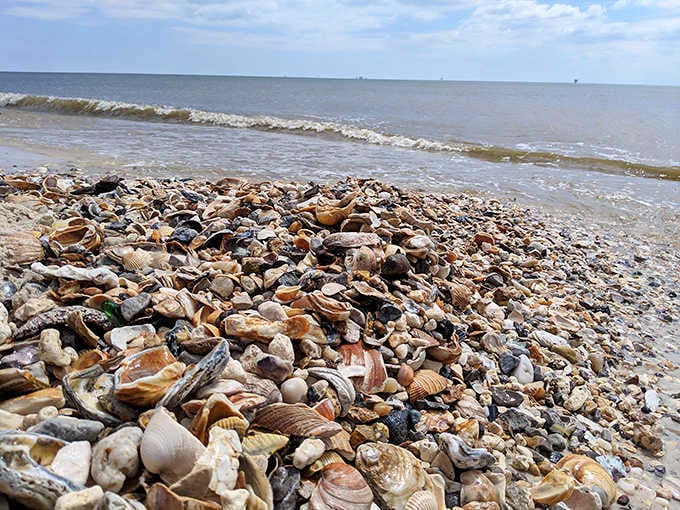 Nature's treasure chest spills open after every storm, rewarding patient collectors with Gulf souvenirs.