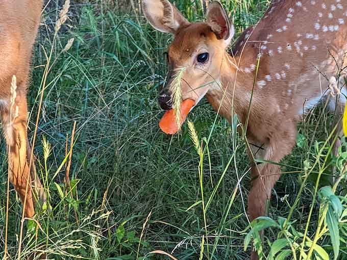 Bambi's cousin stopped by for a snack, proving Disney got at least one thing absolutely right.