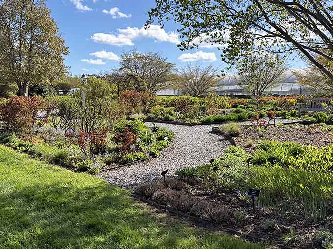 Gravel paths winding through demonstration beds like a choose-your-own-adventure book for gardeners.