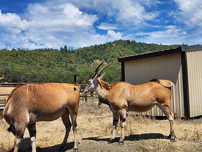 These elands demonstrating that even exotic antelope appreciate a good nose-to-nose conversation with their buddies.
