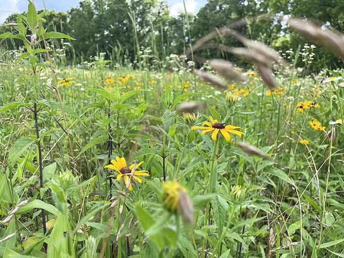 Wildflowers bloom peacefully now where chaos once reigned on that sweltering August morning in 1861.