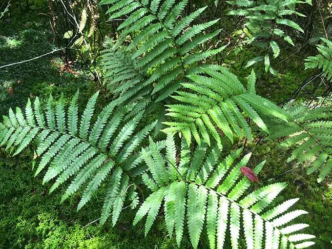 Lush ferns carpet the forest floor, adding that prehistoric jungle vibe that makes you feel wonderfully small.