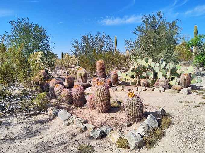 The Conservation Garden showcases desert plants that prove beauty doesn't need constant watering to flourish and impress.