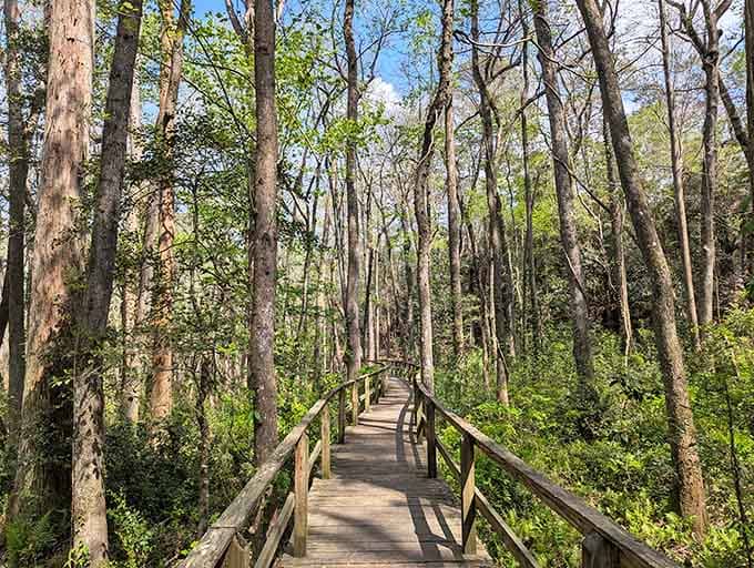 A wooden boardwalk stretches into the forest like nature's own highway system, minus the traffic jams and road rage.