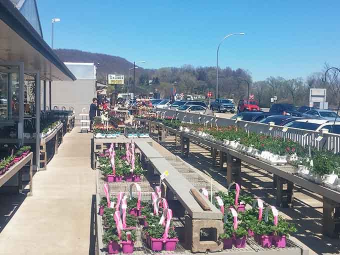 Pink ribbons and spring flowers brighten this garden center, where bluffs rise dramatically in the background like nature's amphitheater.