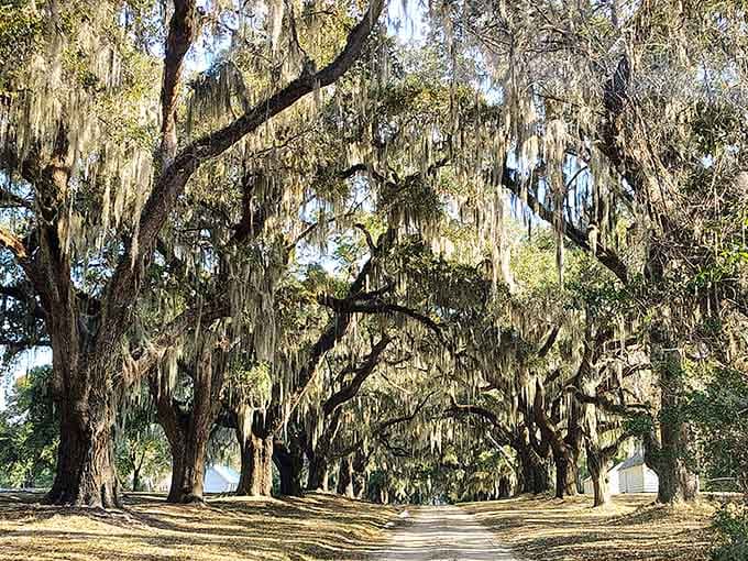 Spanish moss hangs thick as theater curtains, framing a path that's witnessed generations of Lowcountry history.