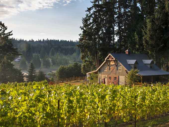 Experience the rustic charm of a cozy barn tucked away in the woods, surrounded by golden, sunlit rows of vines.