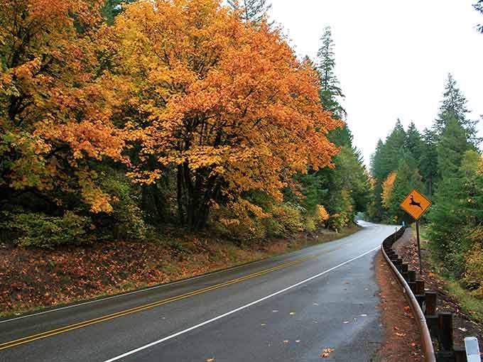 Autumn explodes in copper and gold along this winding road, where that deer crossing sign seems almost unnecessary.