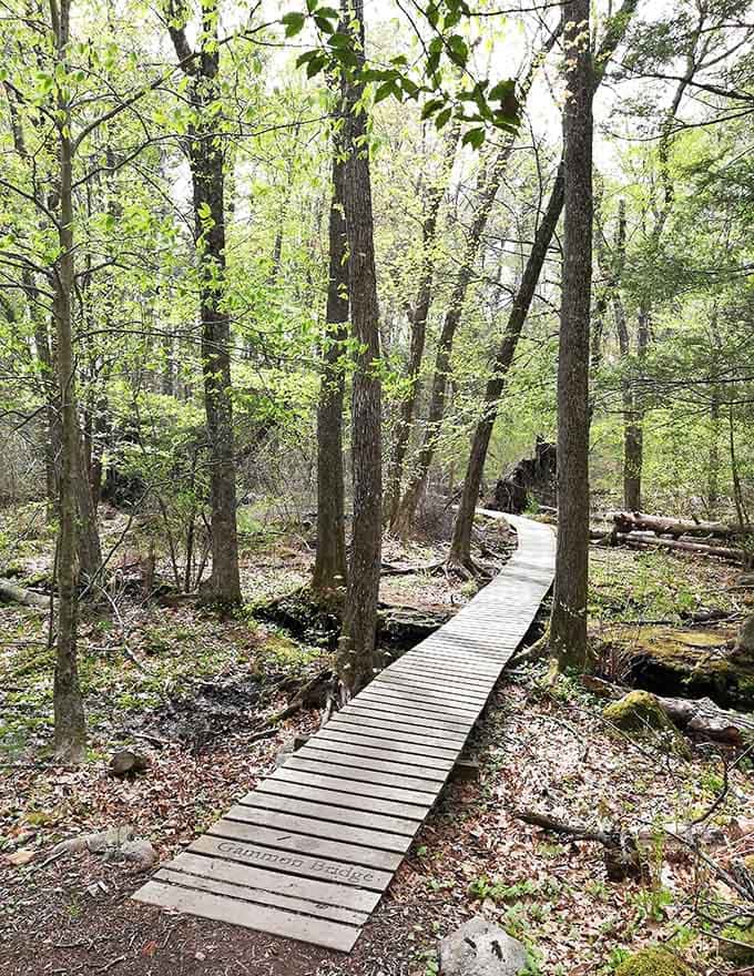 The winding boardwalk curves gracefully through the forest like a ribbon gift-wrapped around ancient stones and ferns.