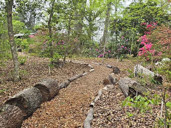 Fallen logs create natural seating in this woodland garden where spring azaleas burst into brilliant pink blooms overhead.