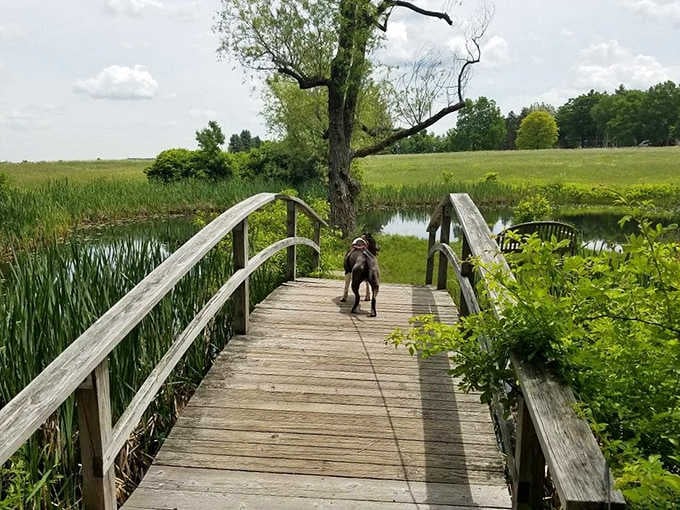 A faithful companion explores this charming wooden bridge spanning peaceful wetlands and meadows.