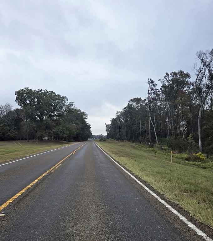 Ancient trees line both sides of this straight road where Spanish moss and Southern charm meet the open highway.