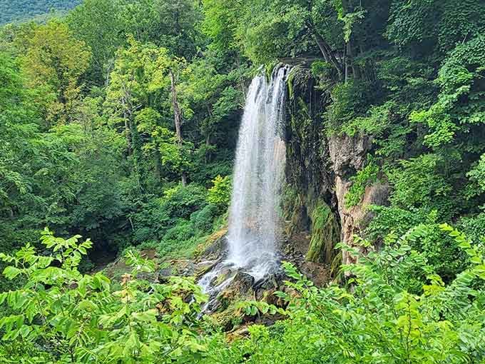 Tall cascade tumbles through verdant forest canopy, its powerful rush echoing through ancient woodland sanctuary.