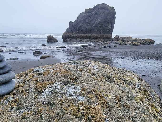 Closer inspection reveals nature's intricate artwork: layers of lichen and barnacles creating their own miniature landscape masterpiece.