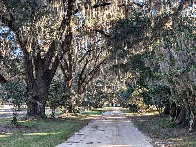 Morning light illuminates the moss and creates an almost ethereal glow along this peaceful plantation avenue.