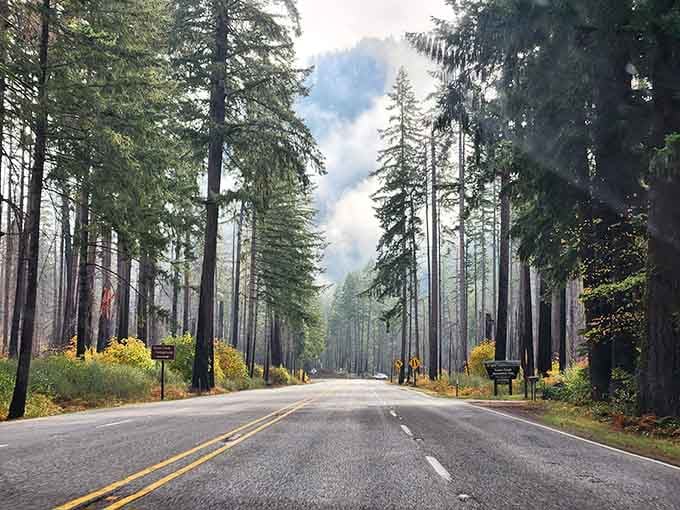Towering evergreens stand like sentinels in morning mist, creating an enchanted forest drive that feels wonderfully otherworldly.