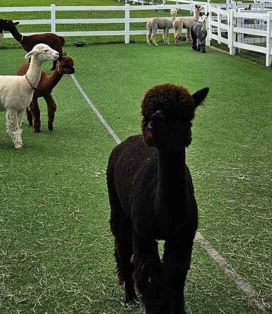 adorable alpaca farm wisconsin ftr