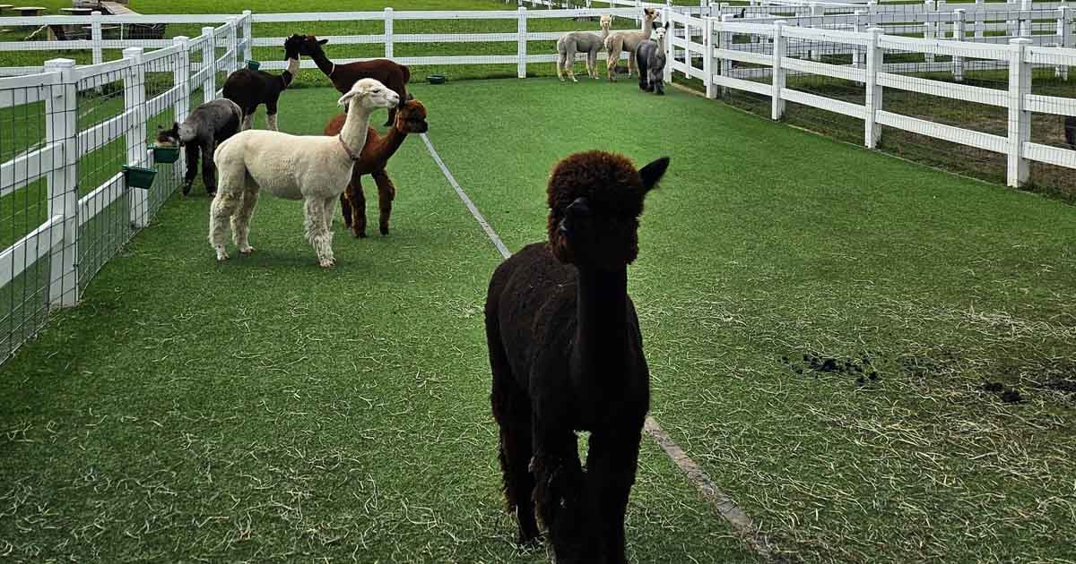 The Adorable Alpaca Farm In Wisconsin Your Family Needs To Visit