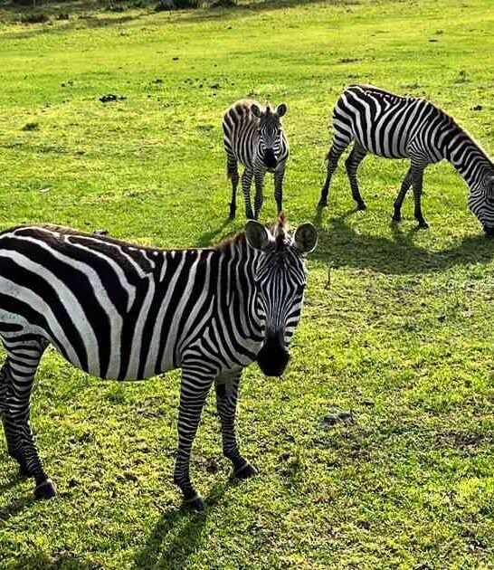 africa remarkable safari florida ftr