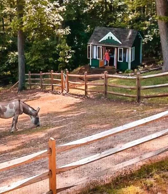 airbnb animal sanctuary virginia ftr