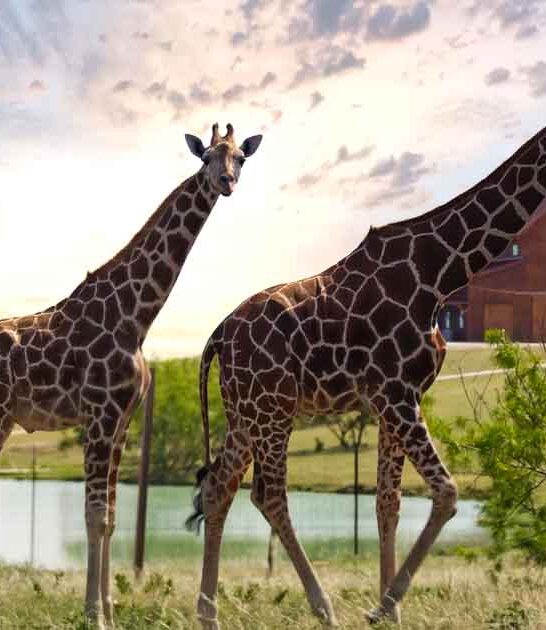 airbnb giraffe sanctuary texas ftr