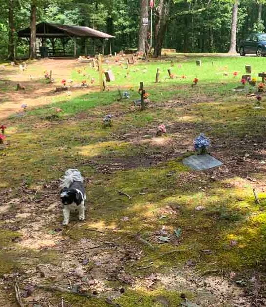 alabama cemetery coon dogs ftr