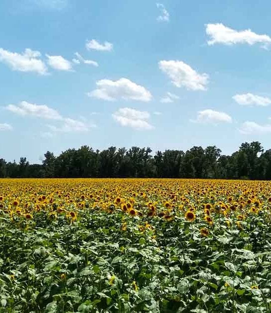 This Dreamy Sunflower Field In Alabama Is One Of The State&rsquo;s Best-Kept Secrets