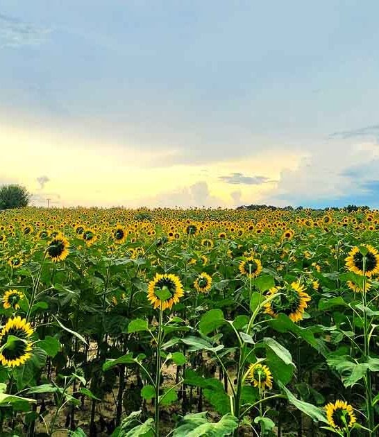 alabama wander sunflower field ftr