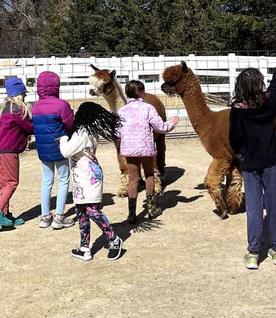 alpaca farm wisconsin delightful ftr
